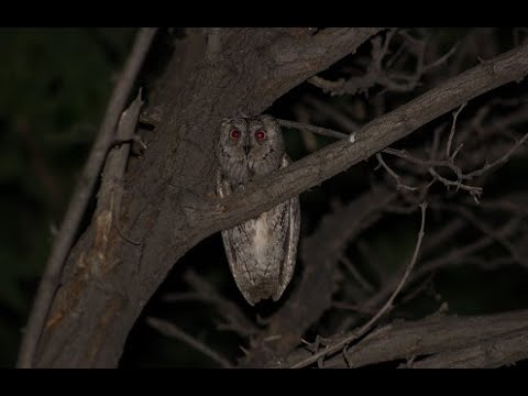 Meşə bayquşu (lat. Otus scops) - İsa Musa quşu