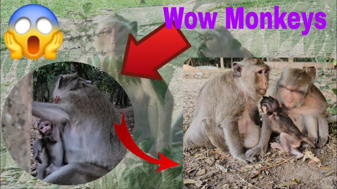 mom monkey weaning newborn baby - YouTube