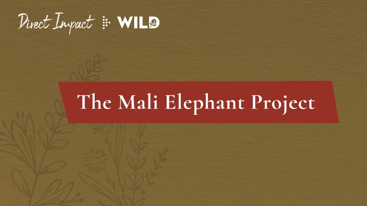 Direct Impact: Mali Elephant Project - YouTube
