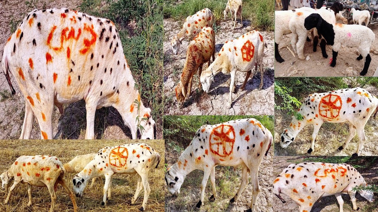 Damani breedor sheep new update 2025 || damani bahir new update video ...