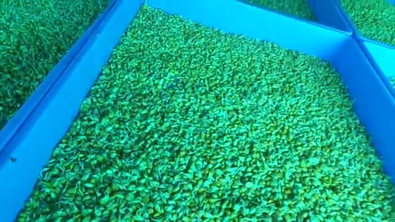 SHIVRAJ GREEN TECH IN PUNE - YouTube