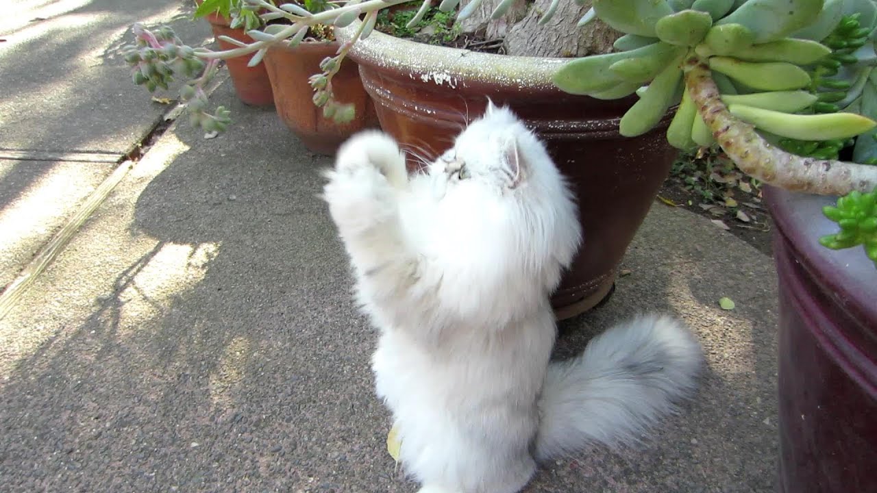 13 12 02 Introducing additions to the Yeti Cat Sanctuary - YouTube