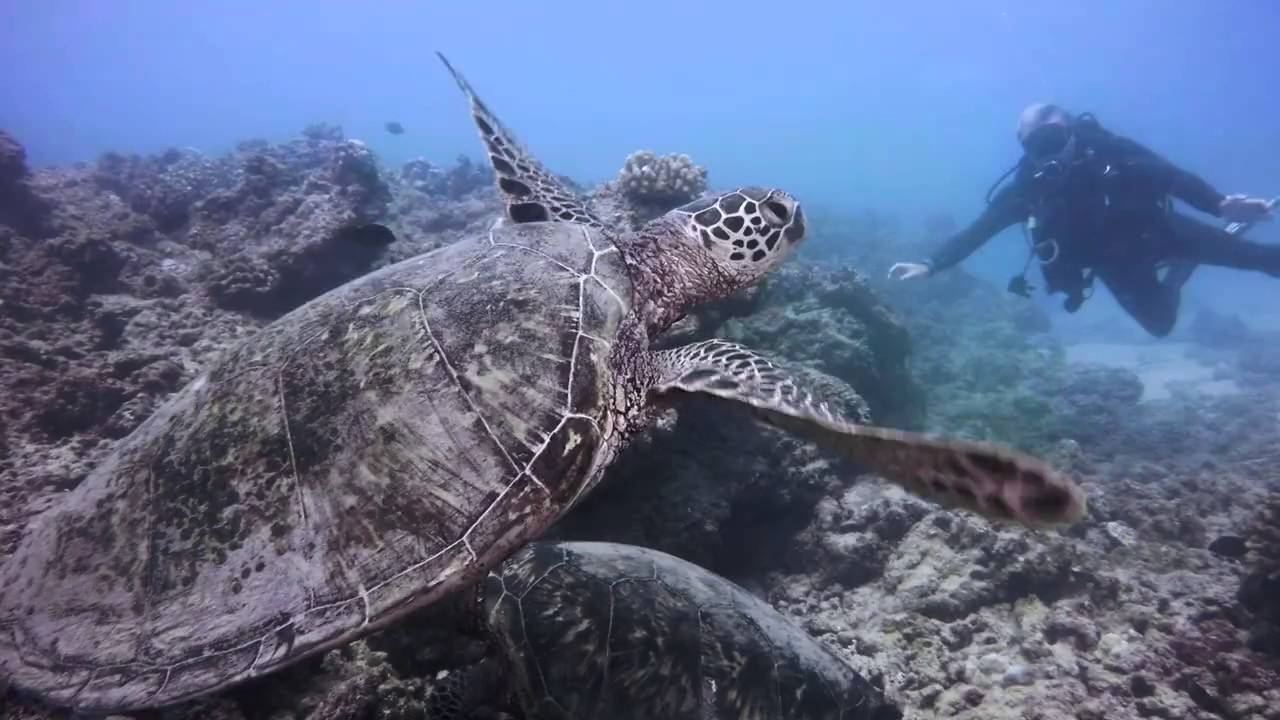 turtle - YouTube