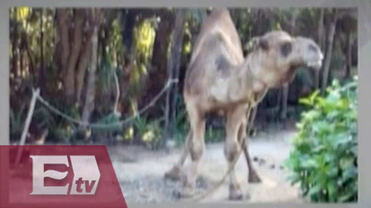 Profepa asegura 25 animales silvestres en Quintana Roo / Excélsior ...