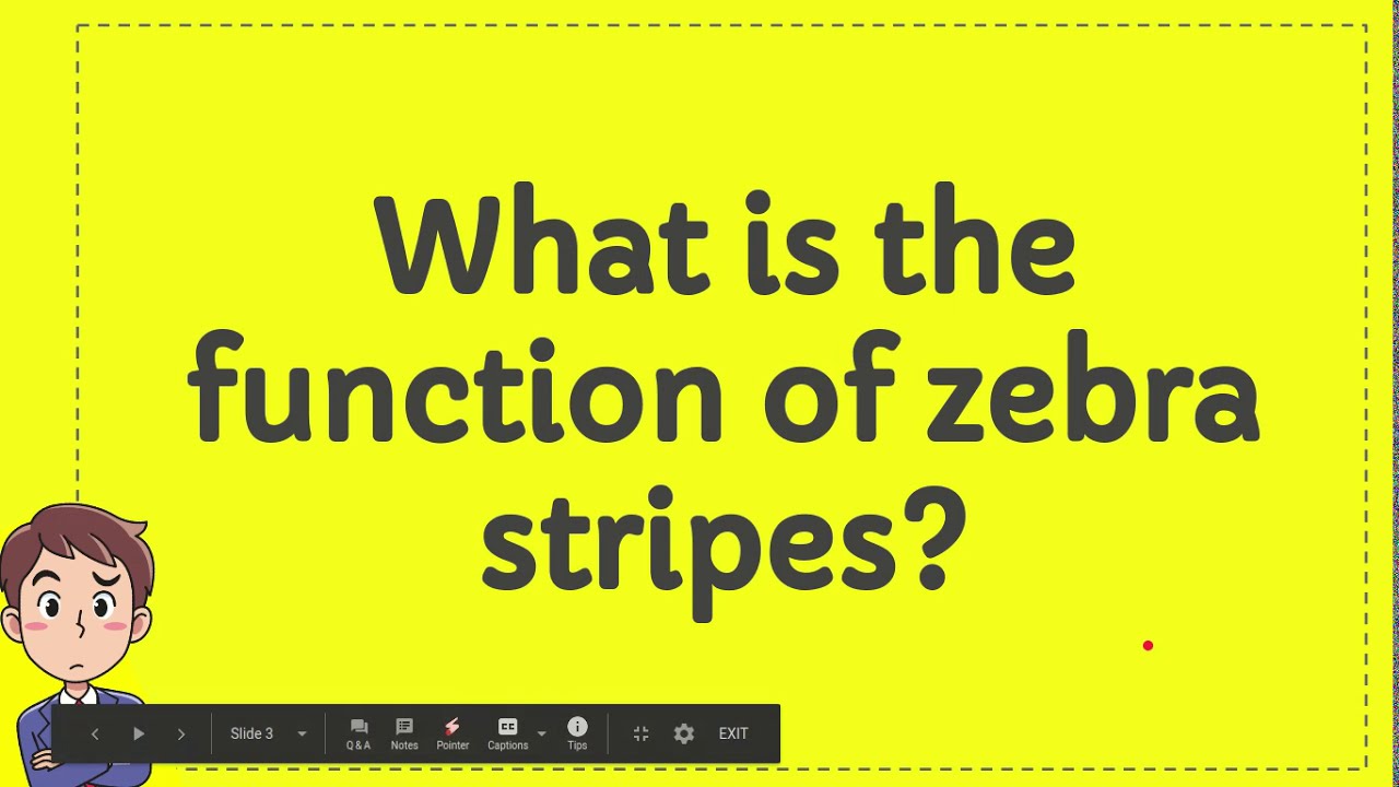 What is the function of zebra stripes? - YouTube