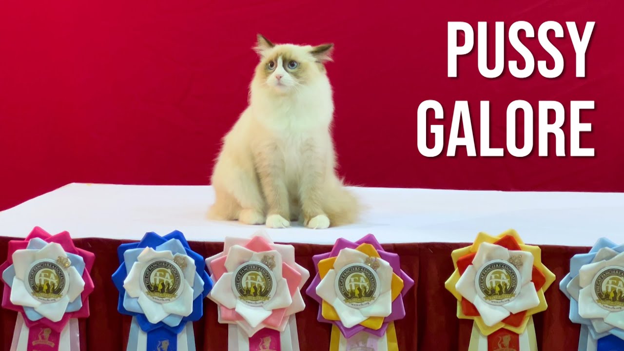 Pussy galore / Hội thi mèo đẹp quốc tế - YouTube