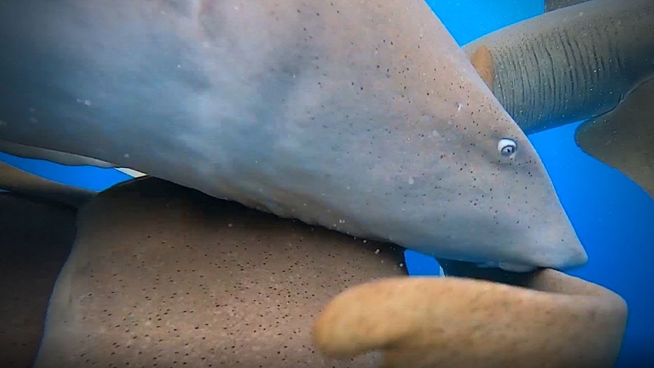 Close-Up SHARK FEEDING FRENZY leaves diver swarmed - YouTube