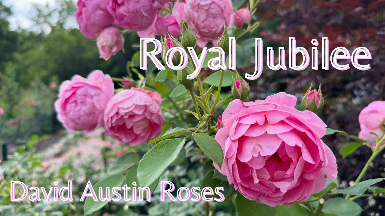 Royal Jubilee | David Austin Roses @dreamrosegarden4094 Wisconsin ...