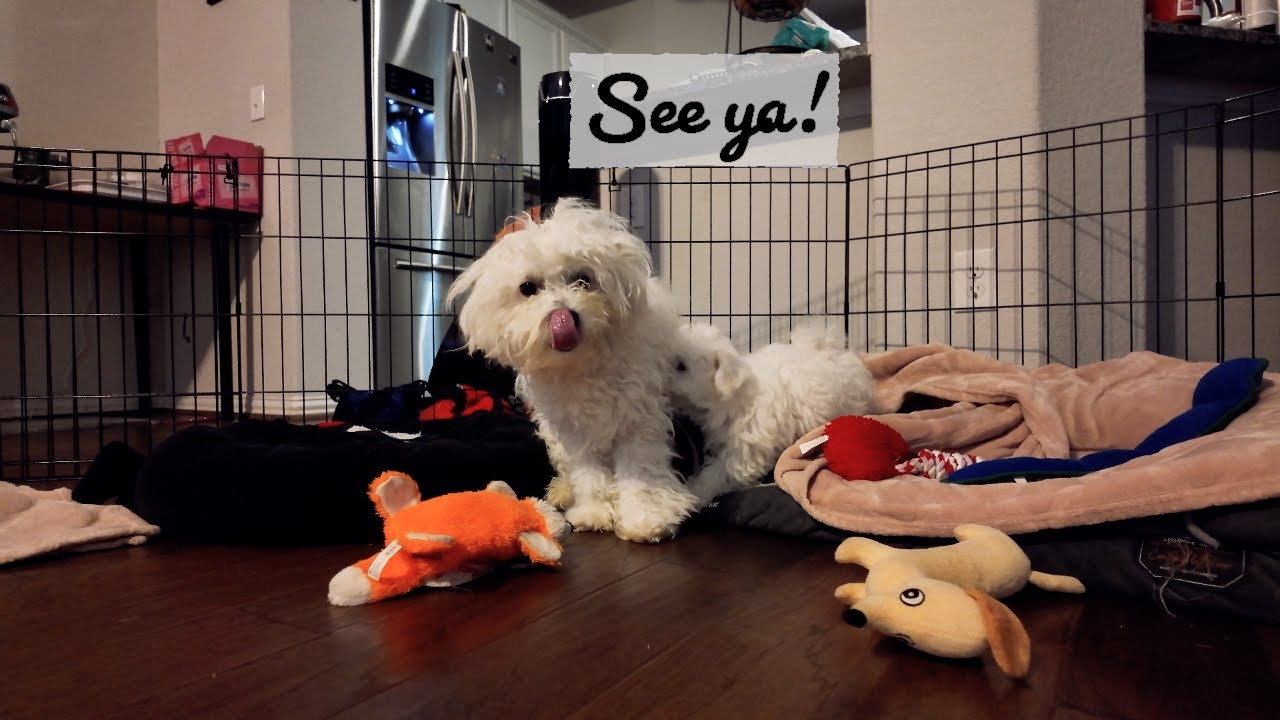 Snoopy & Max having fun. - YouTube
