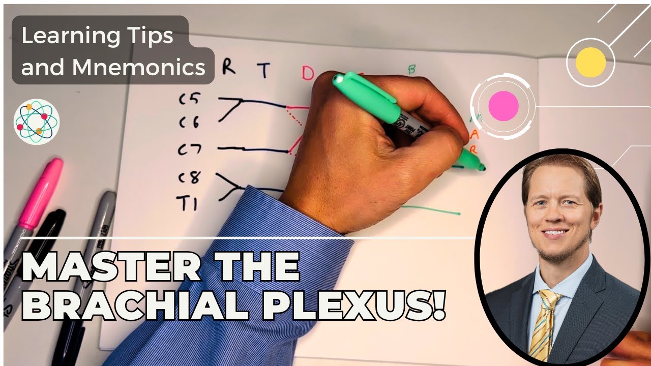Master the Brachial Plexus: Color-Coded Drawing Tips & Mnemonics - YouTube