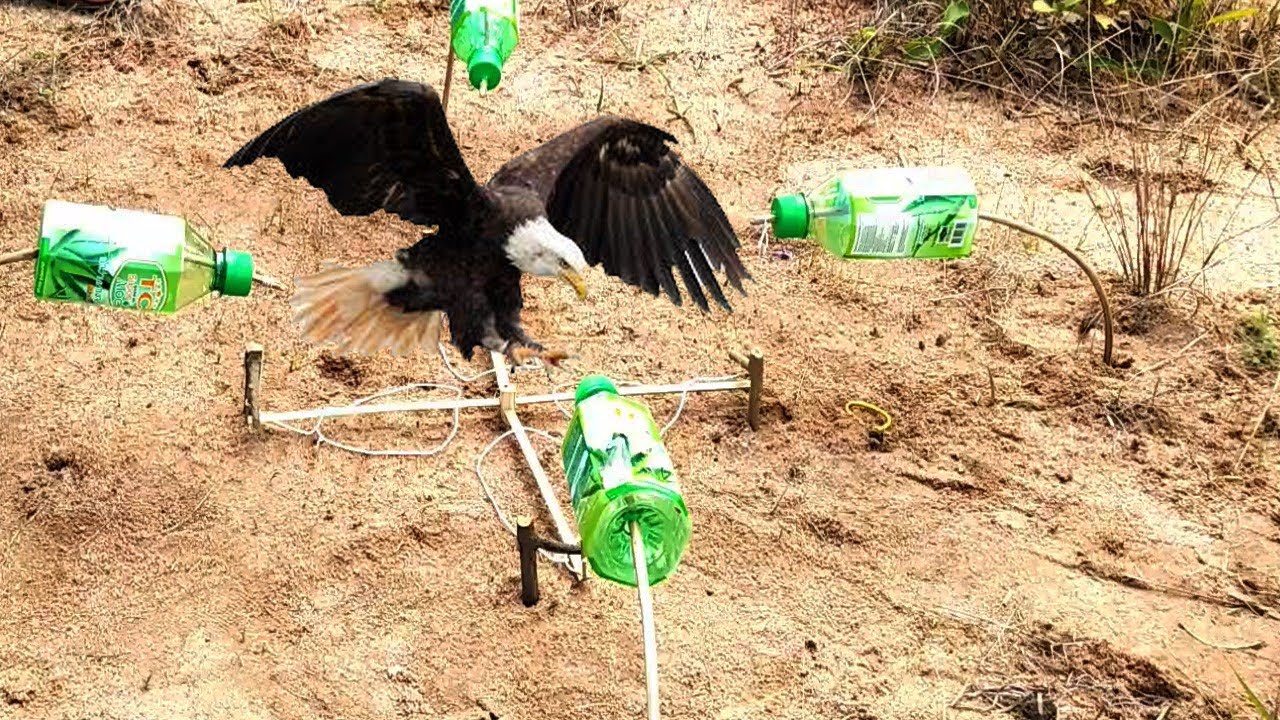 Wow! Unique skill trap catch Engle using bottle - YouTube