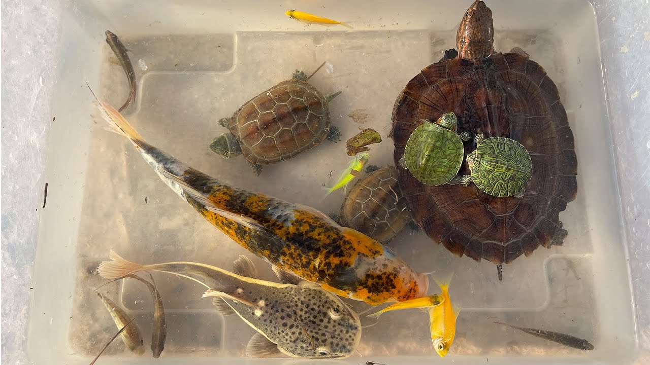 Natural small insects live under water in lake. skirt tetra, koi ...