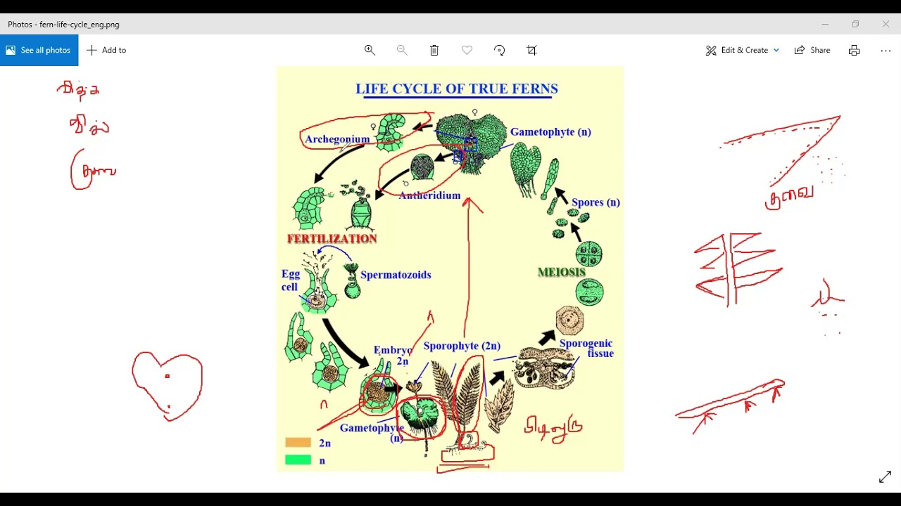 Lifecycle of Nephrolepis - YouTube