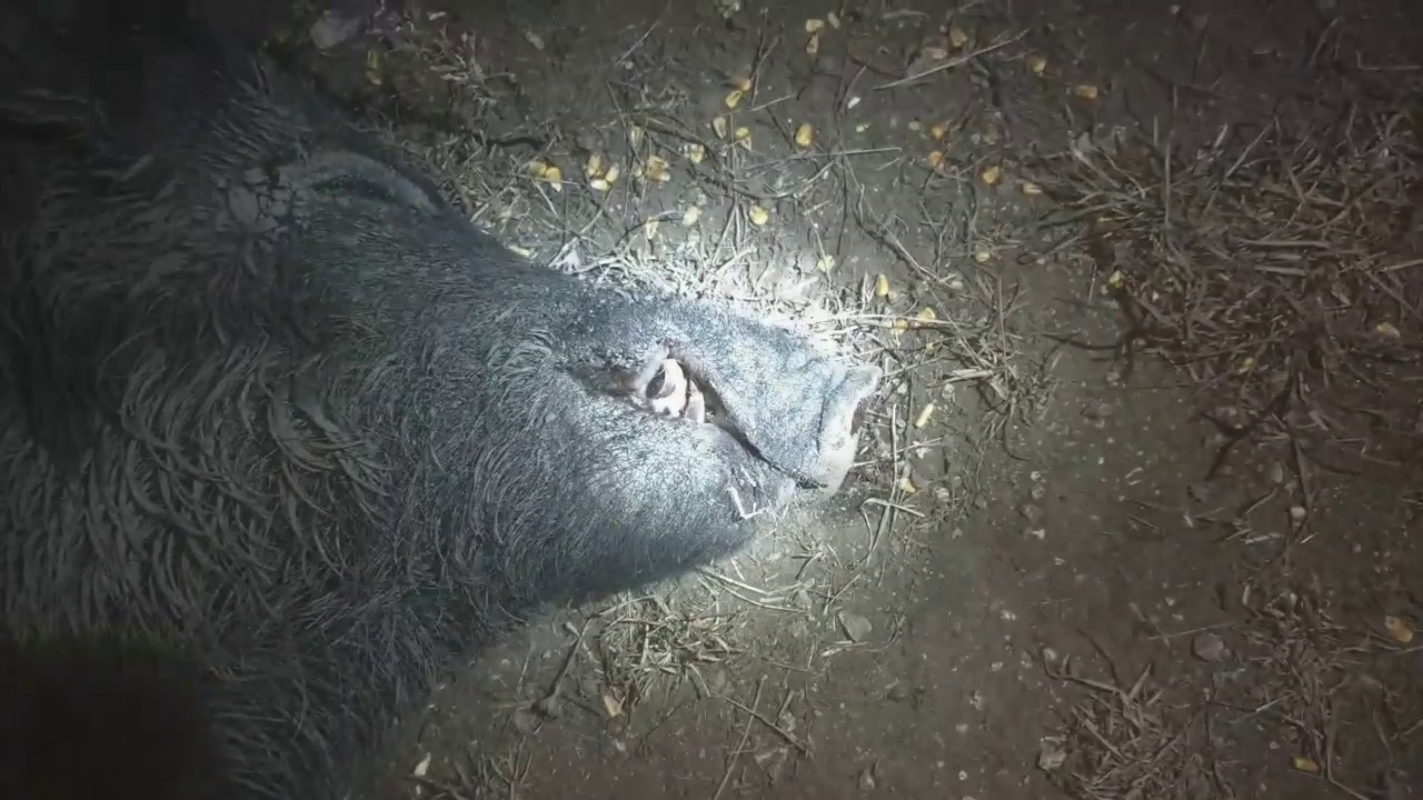 Bachelor party hog hunt - YouTube