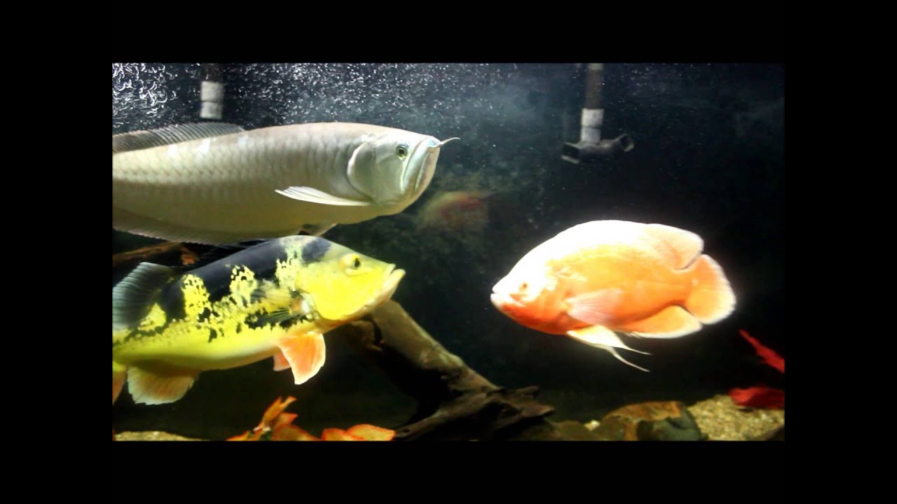 Silver Arowana: Amazing Fish - YouTube