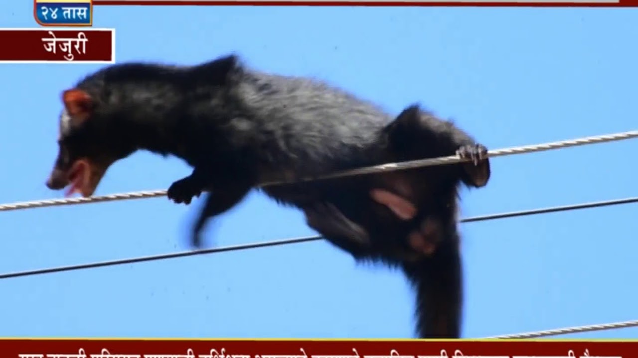 पुरंदर - पिण्याच्या पाण्या करिता जंगली उद मांजराची विजेच्या तारावर कसरत ...