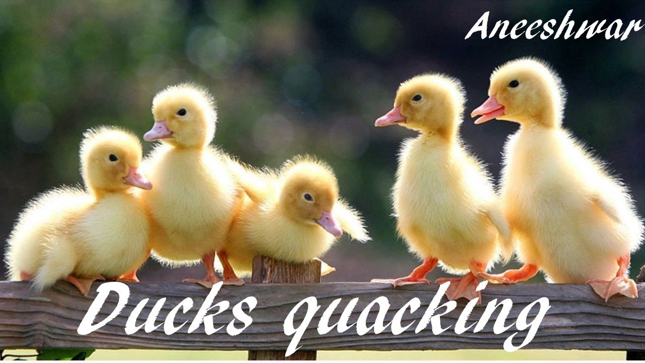 ducks quacking | Fun facts about ducks | - YouTube