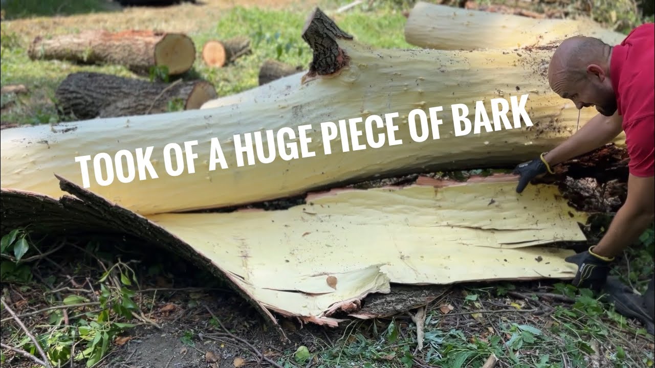 Extremely satisfying bark removal/ ASMR / willow tree - YouTube