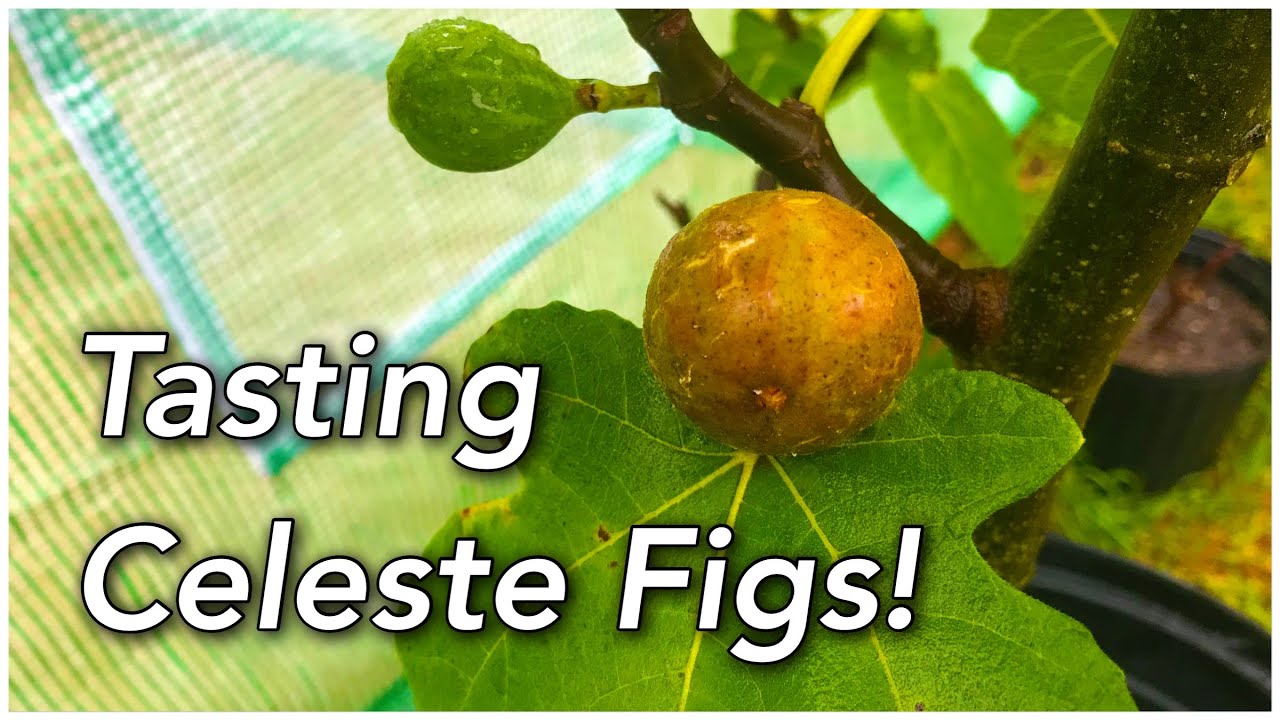 Celeste Figs