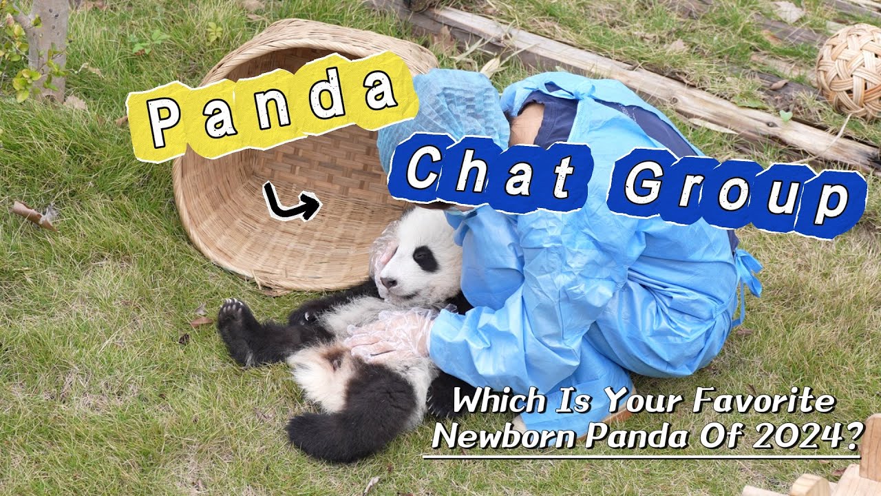 Panda Chat Group: 2024 Panda Babies Are Here—Which One Is Your Favorite ...