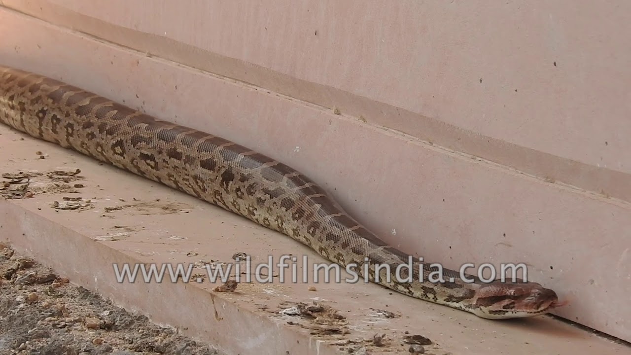 Indian Python rescued and released in the wild - YouTube