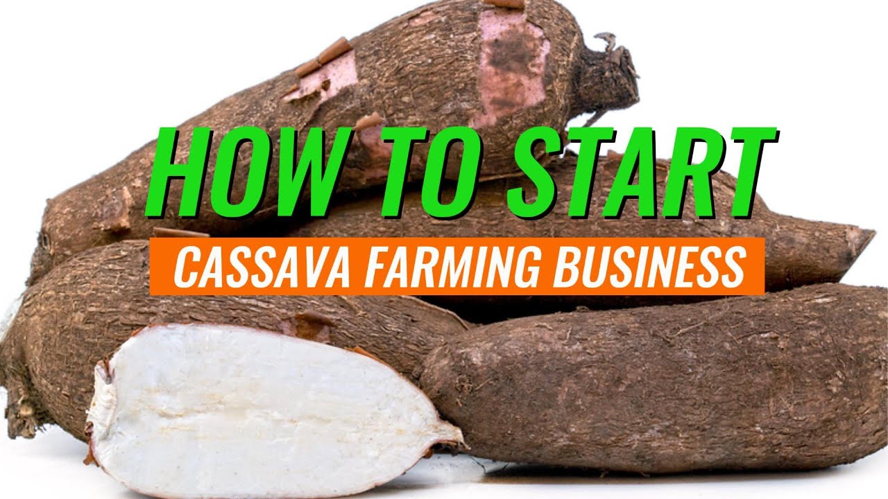 How to Venture into Cassava Farming Business - YouTube