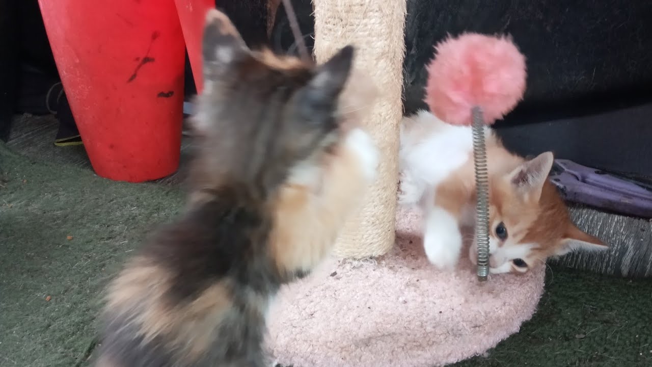 Today Cats & kittens are 614 and 519 and 468 and 462 & 455 & 364 & 290 ...