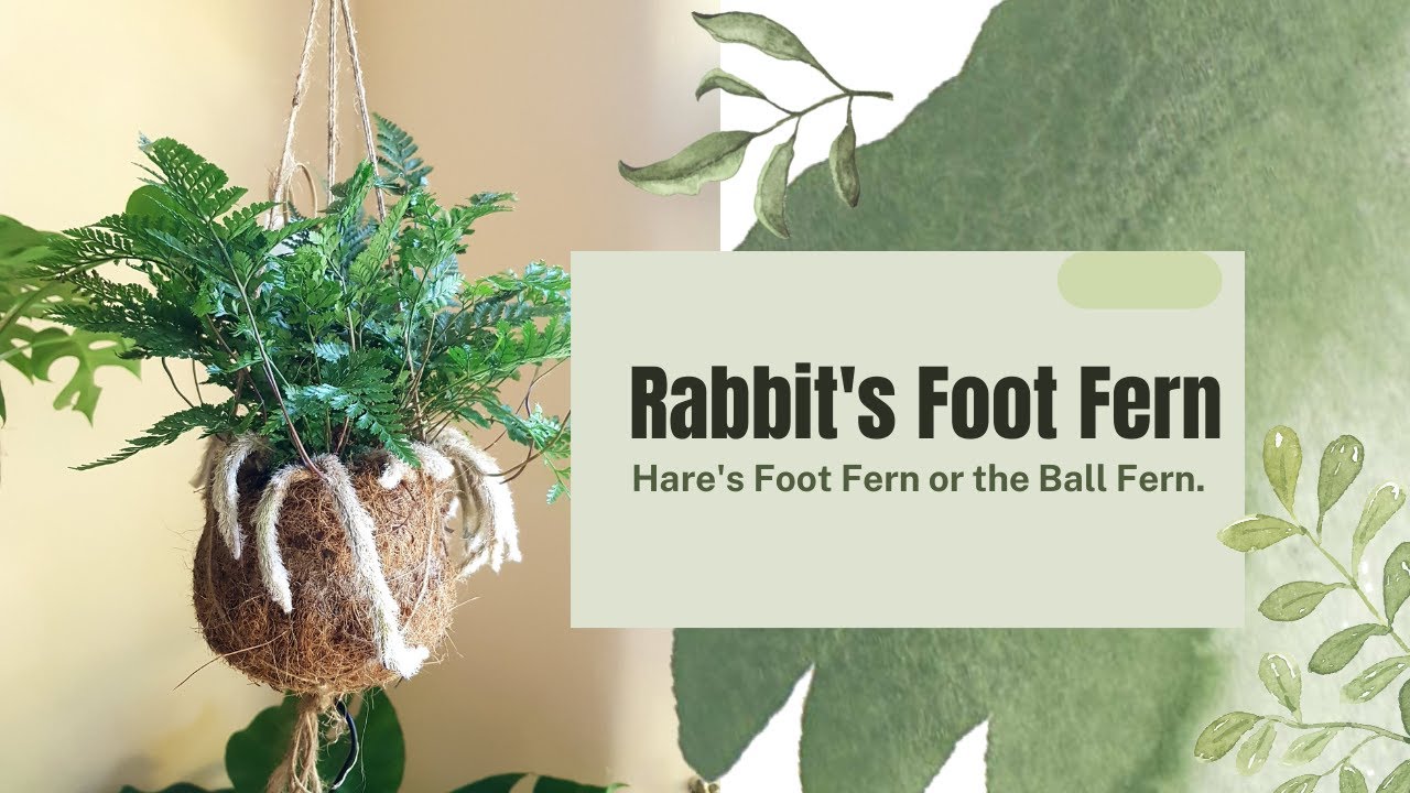 Rabbit's Foot Fern Plant | Hare's Foot Fern | Ball Fern - YouTube