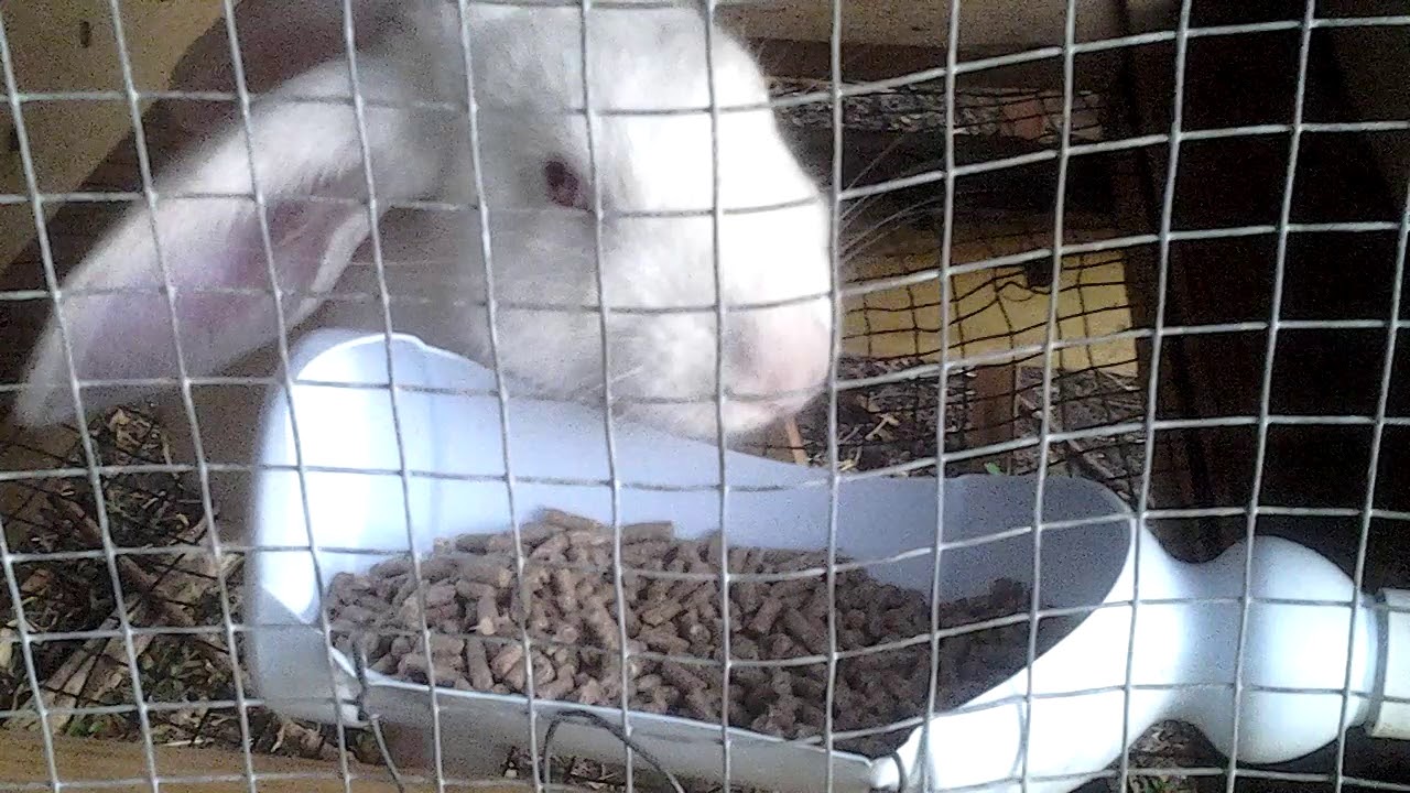 My first rabbit video /all about them - YouTube