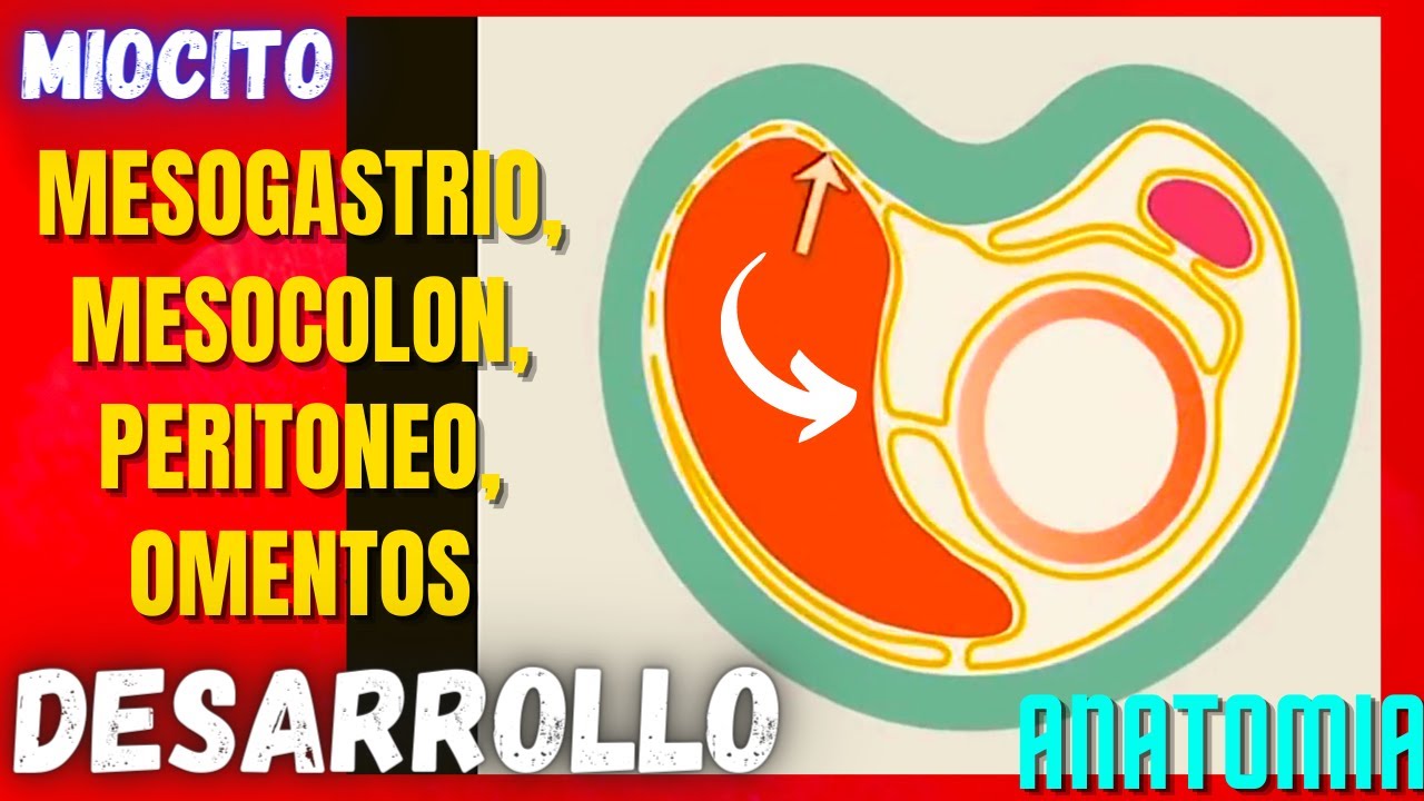 ♐ DESARROLLO Mesogastrio, MesoColon, Peritoneo, Omento Mayor Y menor ...