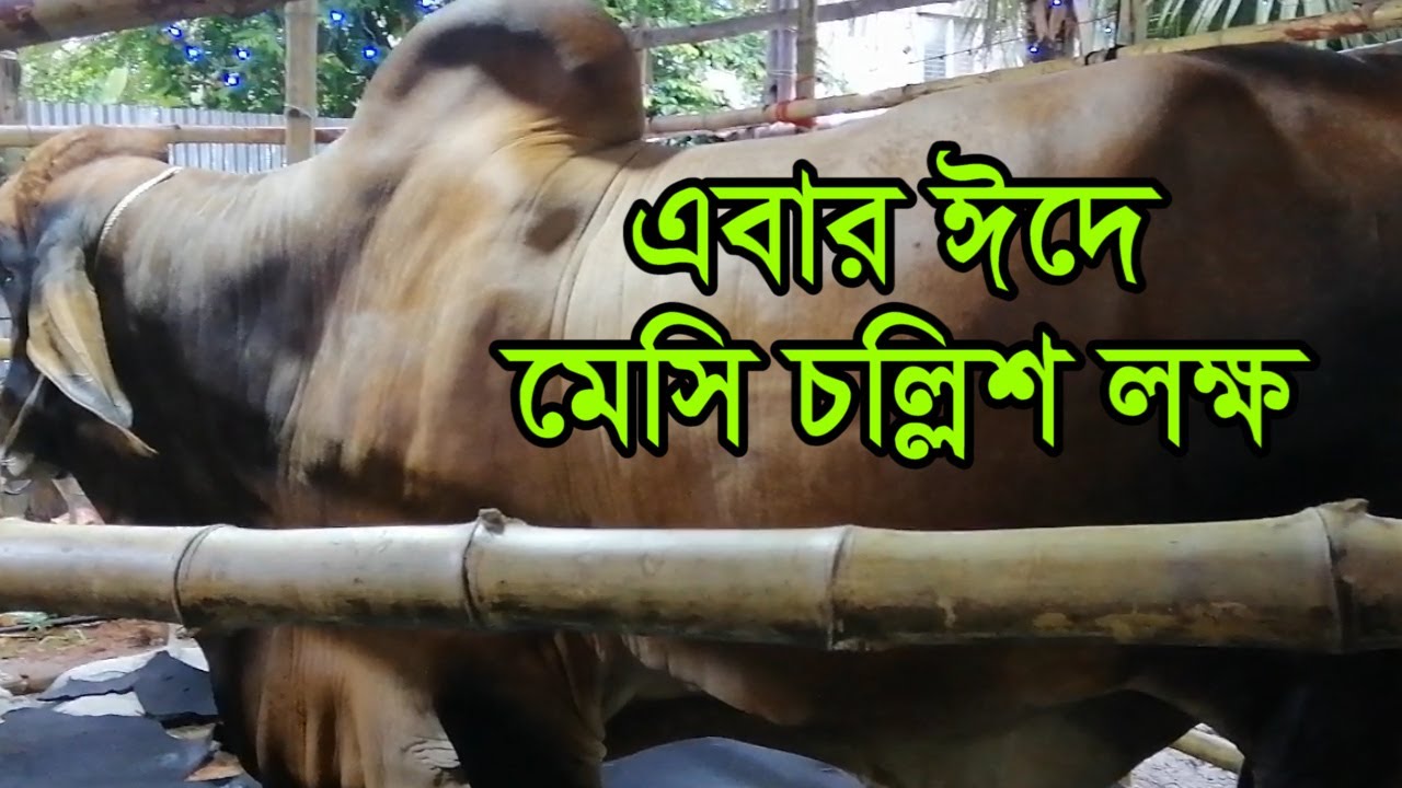 মেসির দাম চল্লিশ লক্ষ || গরুর দাম দেখে চোখ উপরে উঠলো || Eid Gorur Hat ...