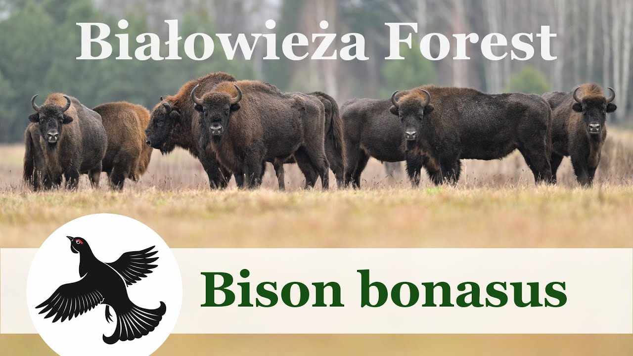 European bison (Bison bonasus) from Białowieża Forest | Poland - YouTube