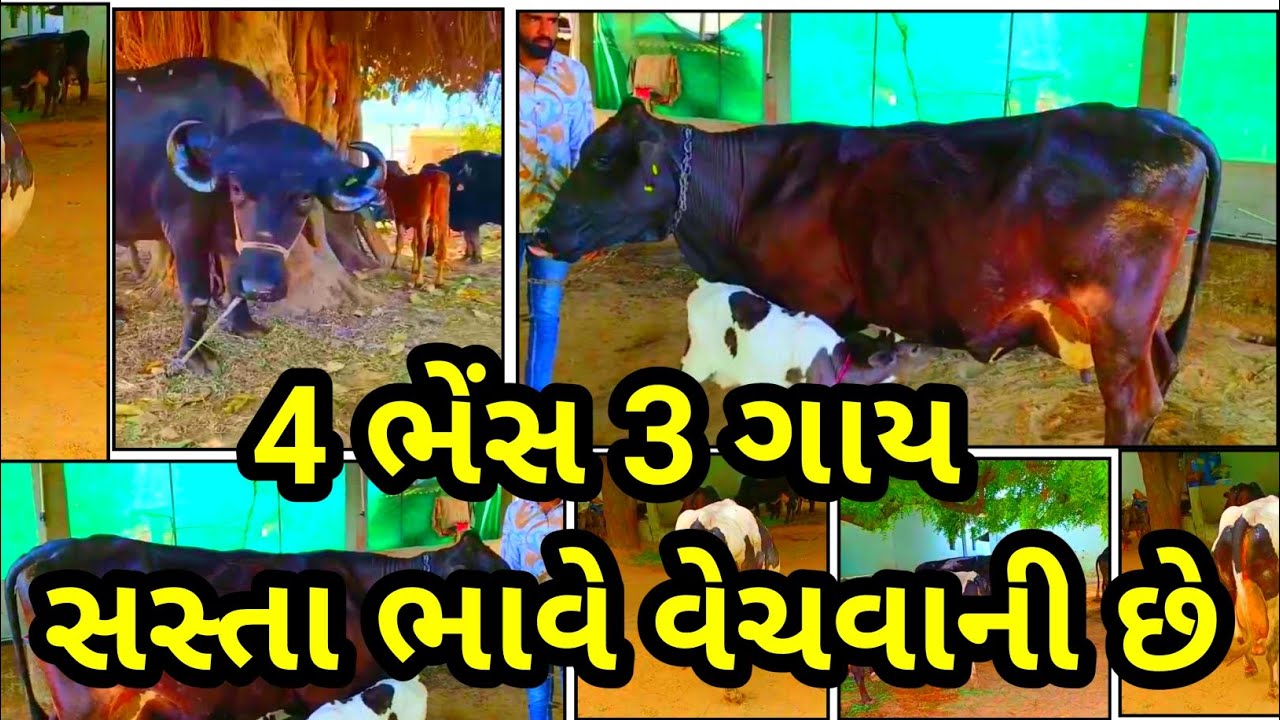 તાજી વિયાણેલી ગાયો અને ભેંસો સસ્તા ભાવે વેચવાની છે || ગાય ભેંસ લે વેચ ...
