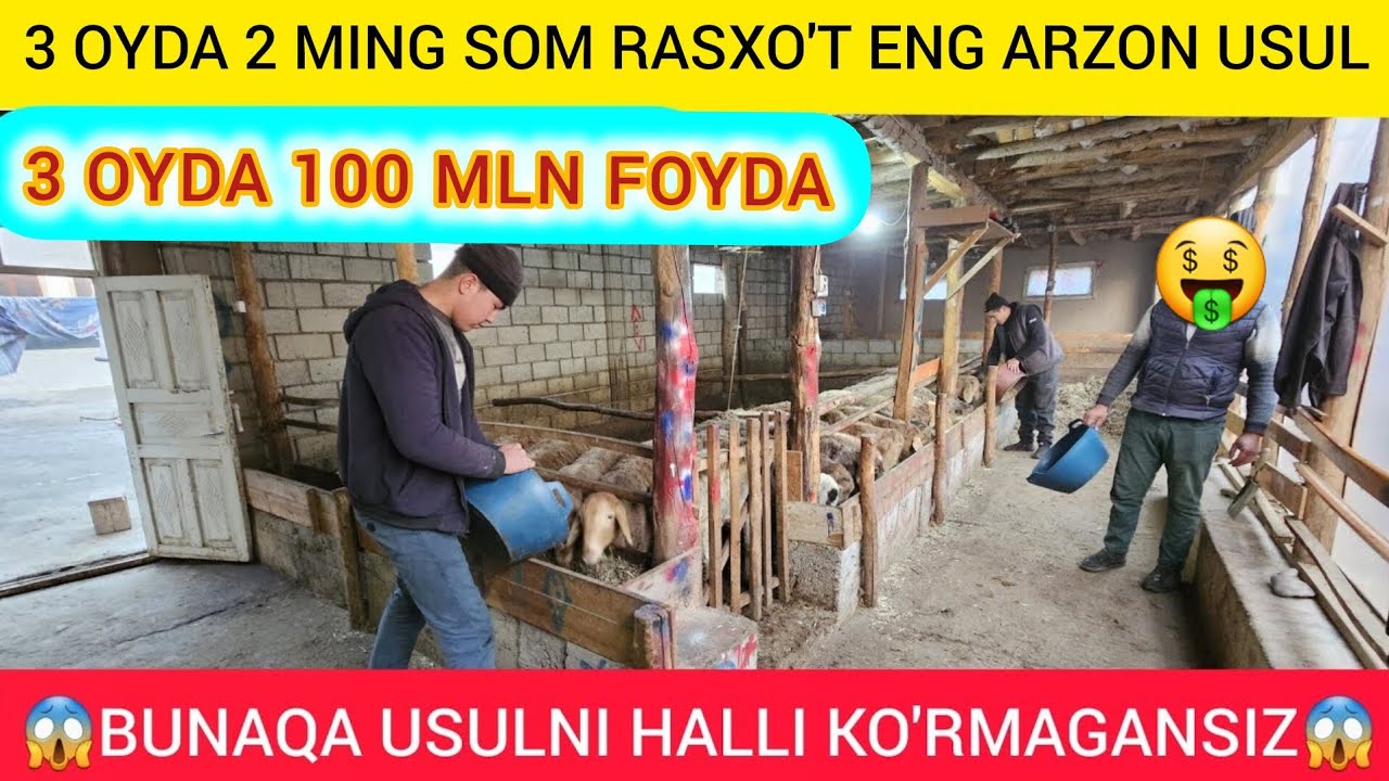 2 MING SO'M BILAN 3 OYDA QO'Y TAYORLASH SIRI OCHILDI - YouTube