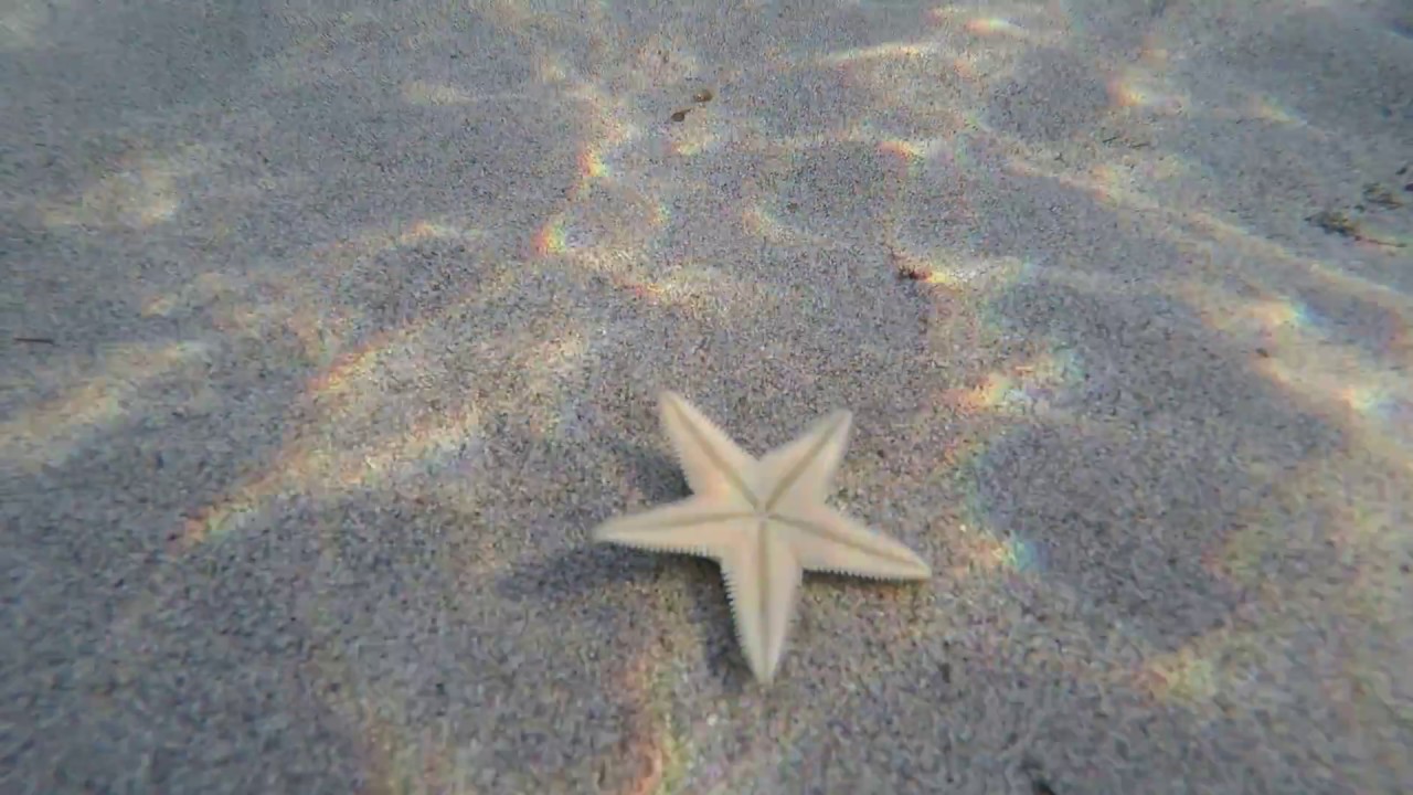 Estrella de arena (Astropecten bispinosus) - YouTube