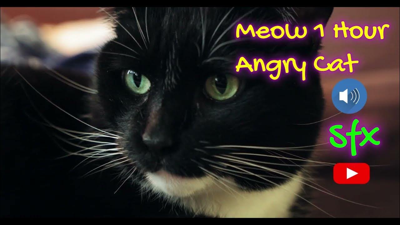 Meow 1 Hour Angry Cat - meow 1 hour | meow sound 1 hour - YouTube