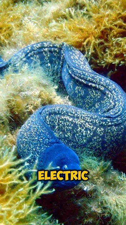 Animals That Can Generate Electricity For Hunting And Defense #animals ...