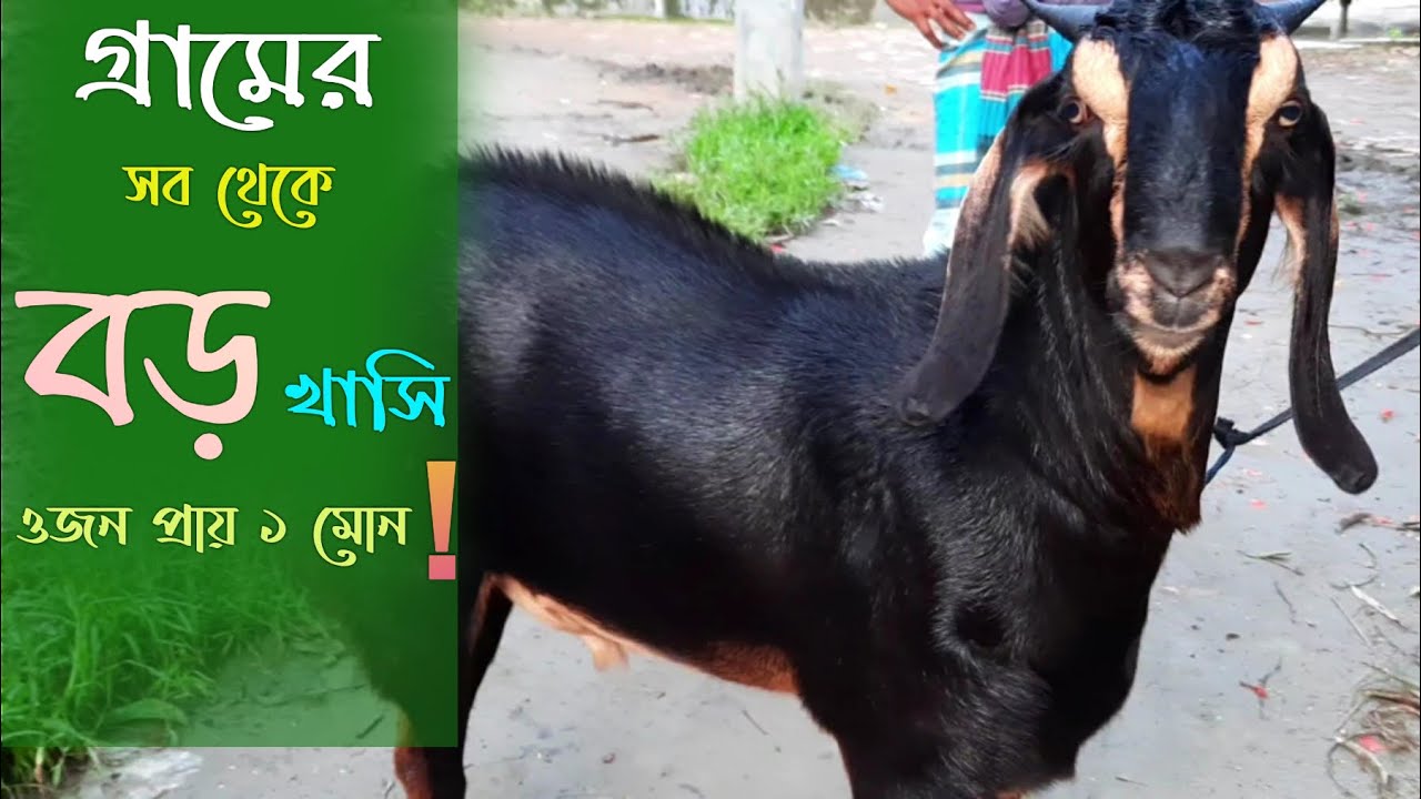 এলাকার বড় খাসি ll goat farming in Bangladesh ll ECC news bd. - YouTube