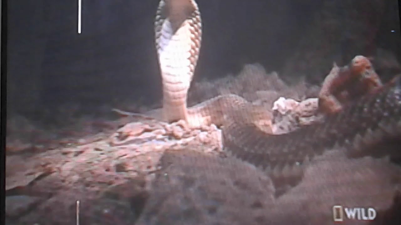 Serpiente escupidora - YouTube