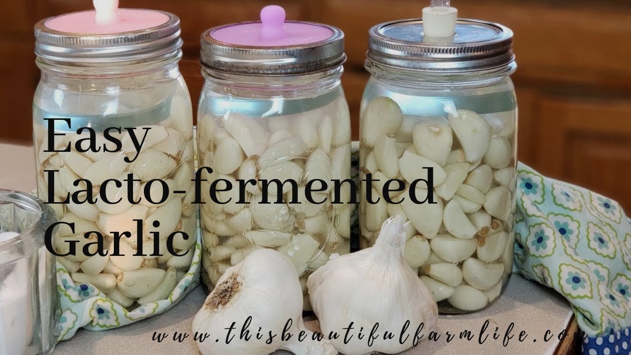 Easy Lacto Fermented Garlic Video MP4 - YouTube