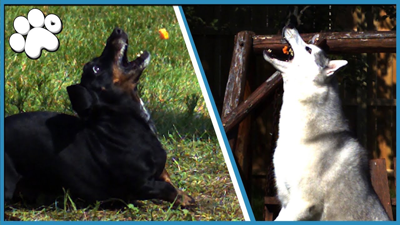 DOGS CATCHING TREATS IN SLOW MOTION - YouTube