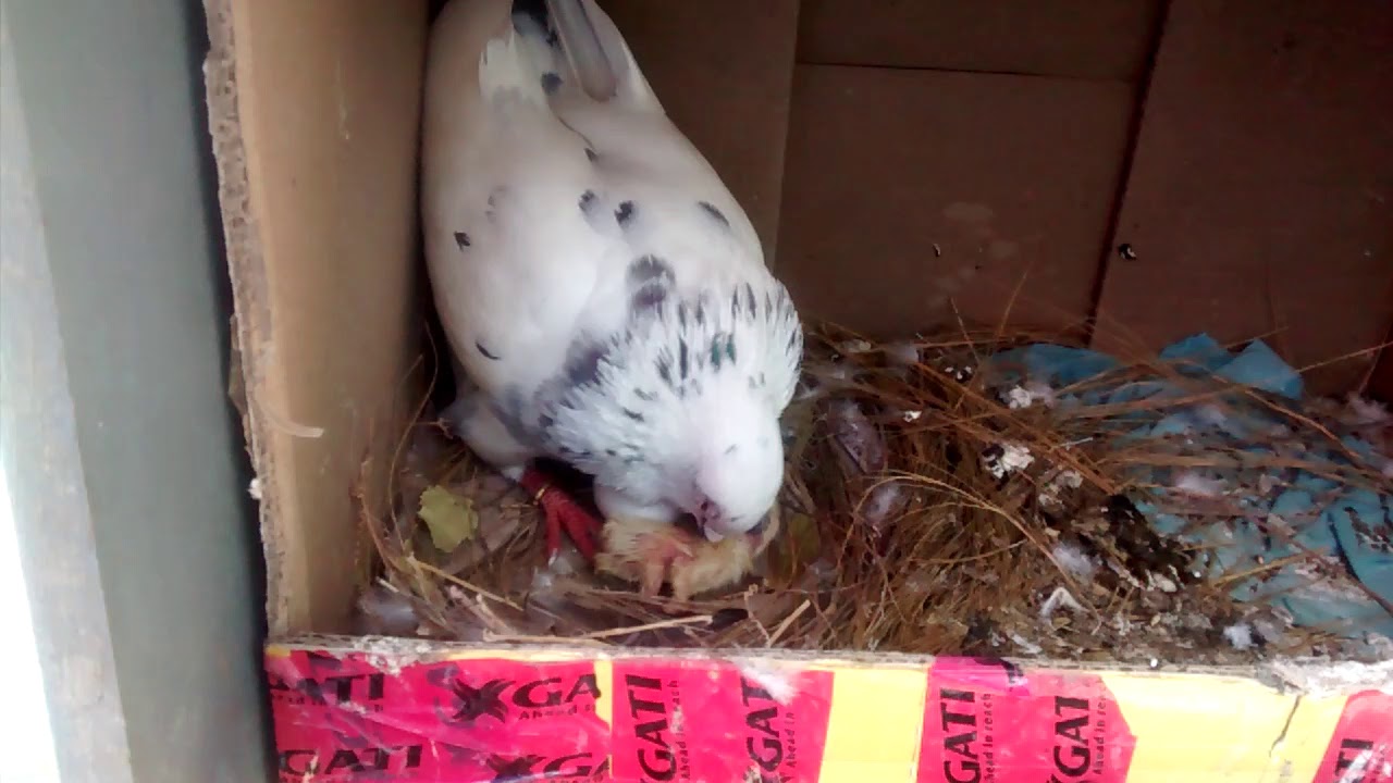 MY MALE PIGEON FEEDING CROP MILK - YouTube