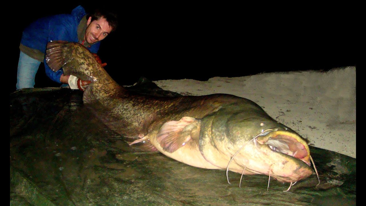 Pesce Siluro Over 2mt - My Catfish Record 227cm - 8 Aprile 2011 - YouTube