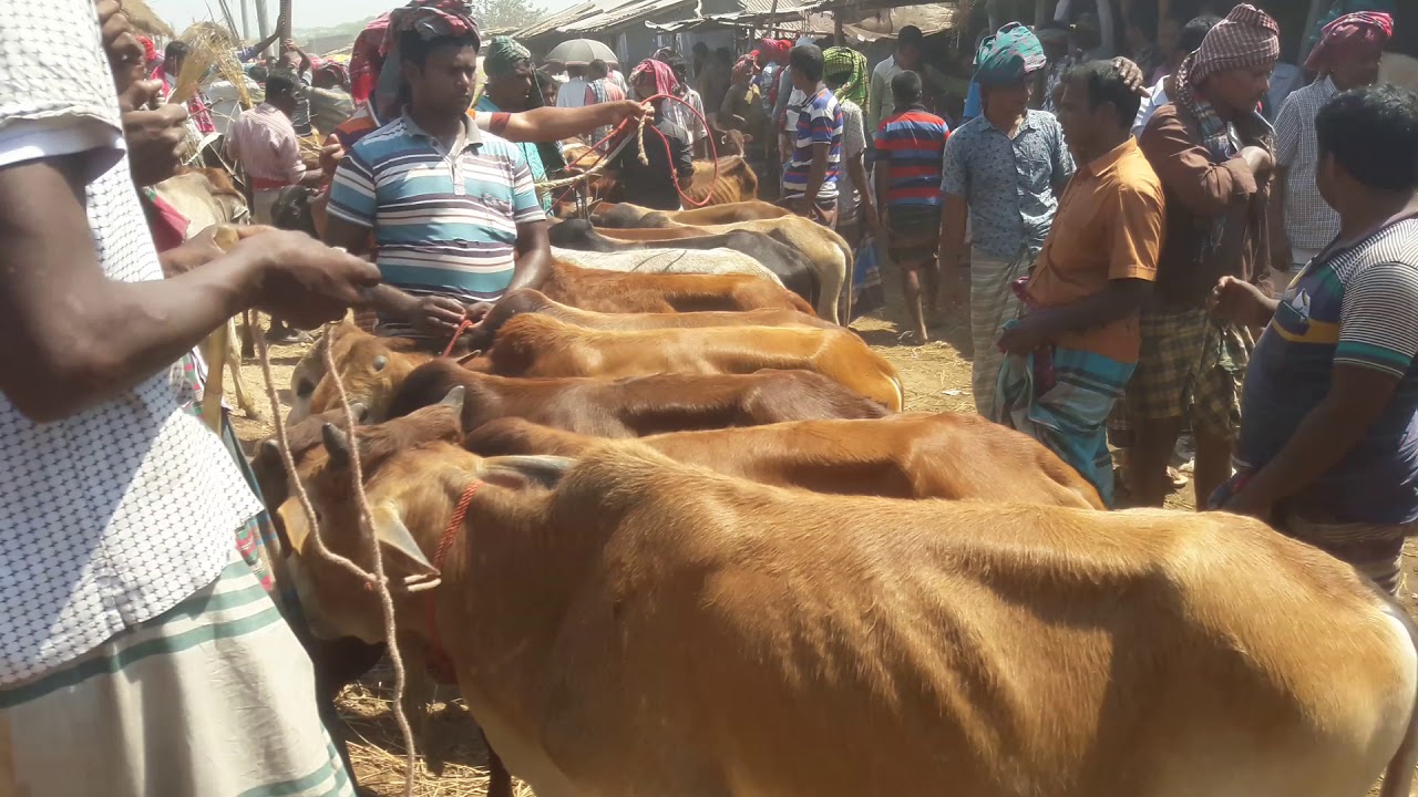 Most popular Cows। ছোট বাচ্চা গরুর সাক্ষাৎকার দেখুন - YouTube