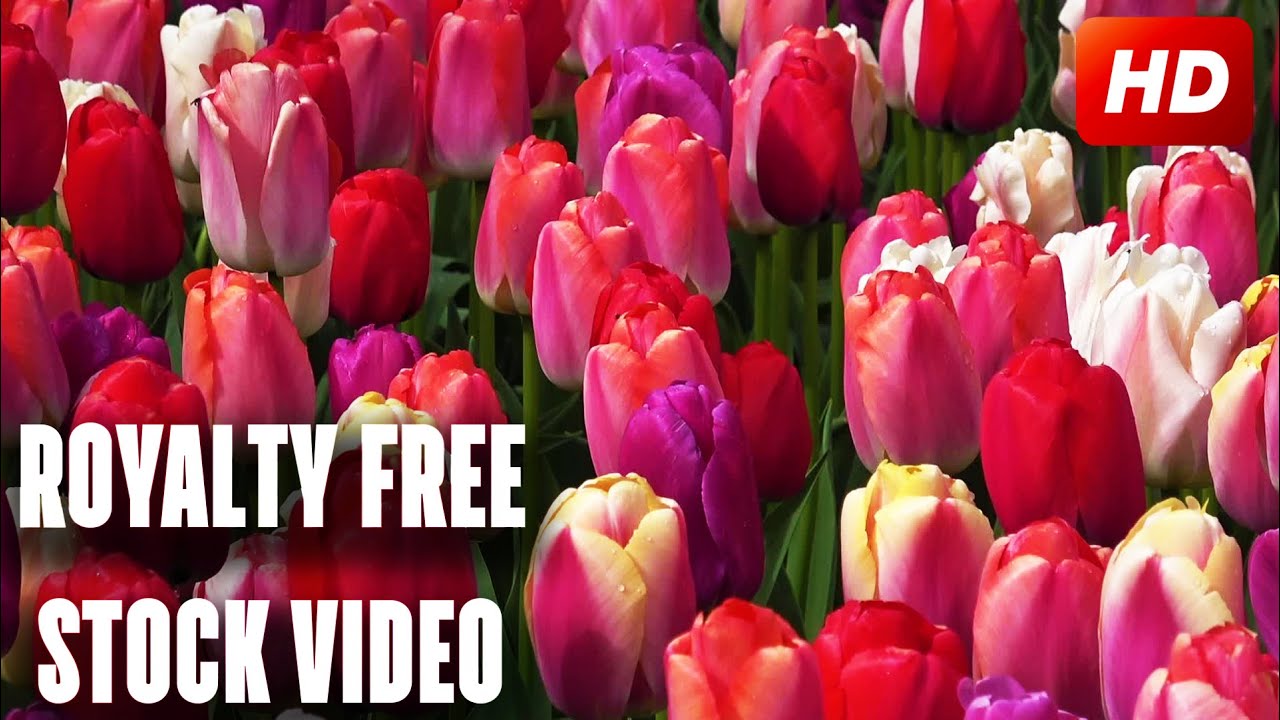 FREE Stock footage of colorful tulips in the field. FREE HD video ...