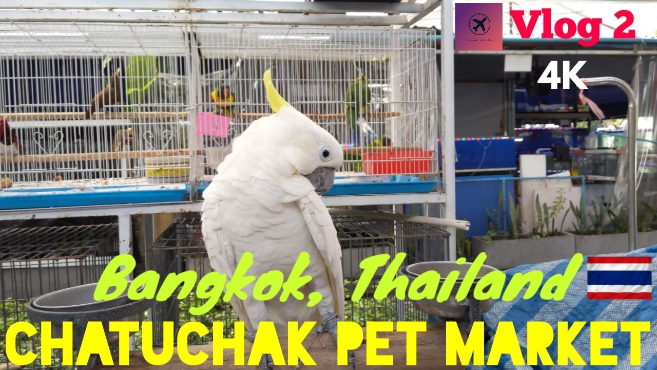Chatuchak Pet Market in Bangkok, Thailand.....Must visit place for pet ...
