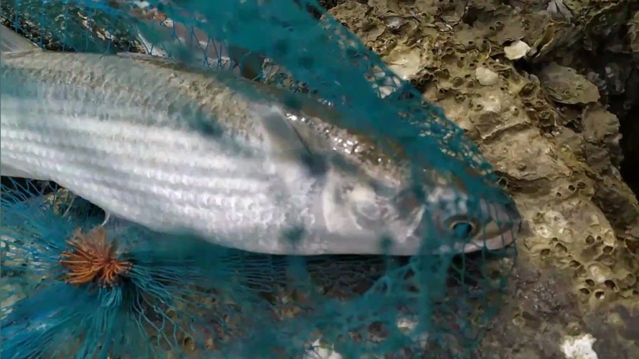 Really Amazing fish fishing in subharnarekha bich - YouTube