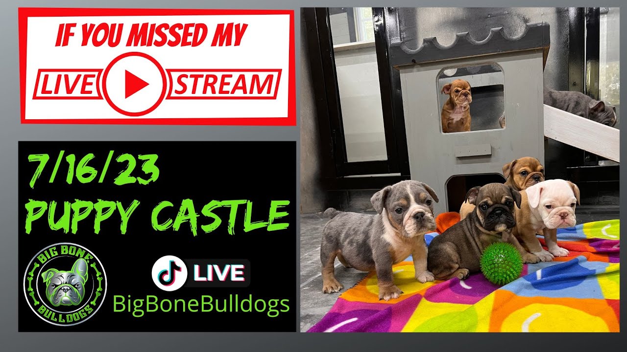 Puppy Castle ! Mini & micro Bulldog puppies playing + Fluffy Frenchies ...
