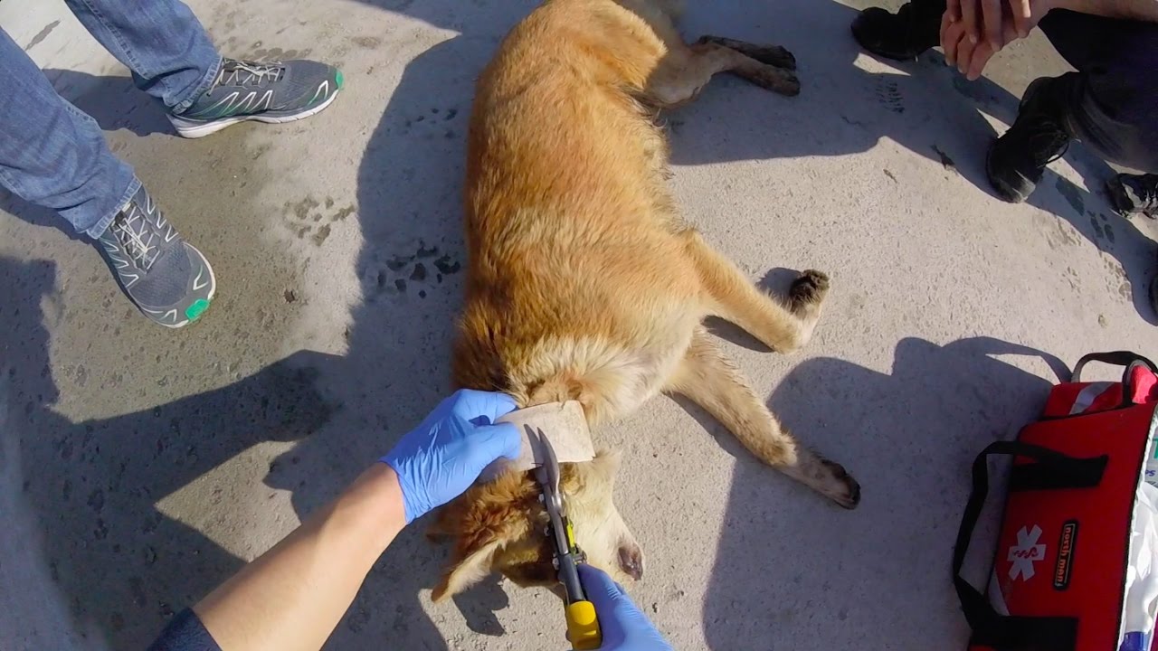 pipe dog 2 - YouTube