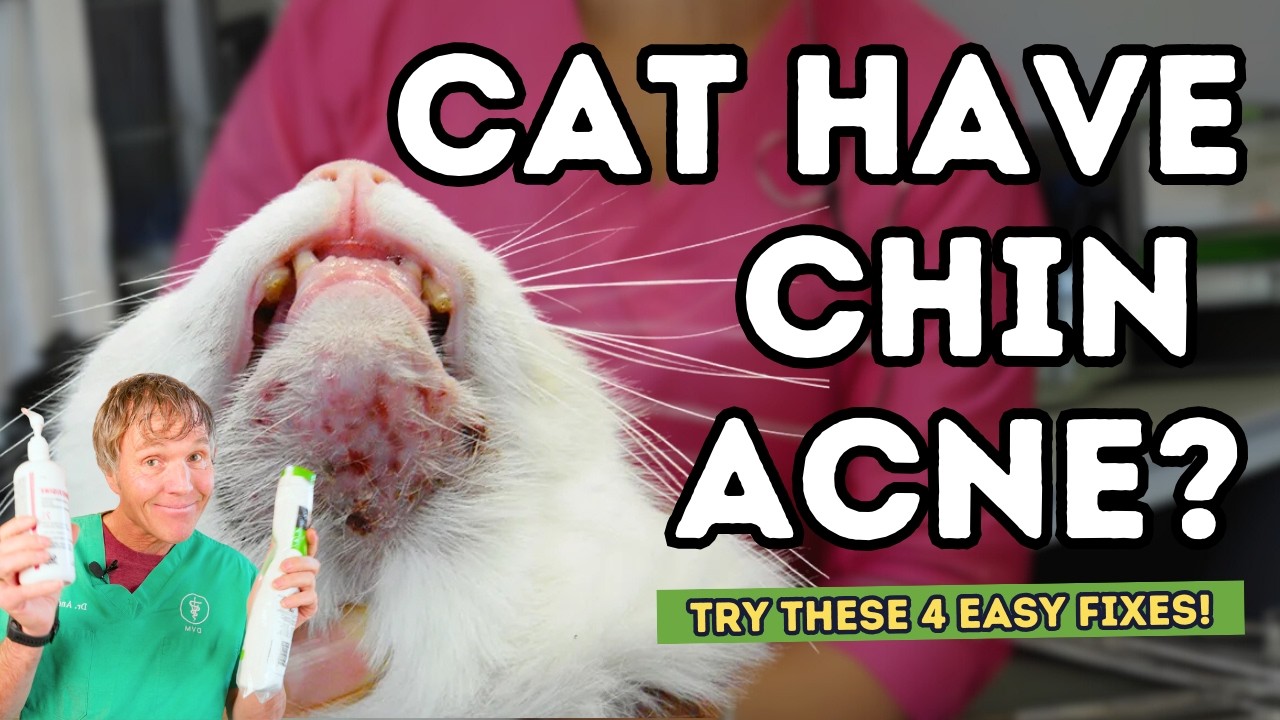 Got a Cat with Chin Acne? Here's 4 Quick Steps to Clear It Up! - YouTube